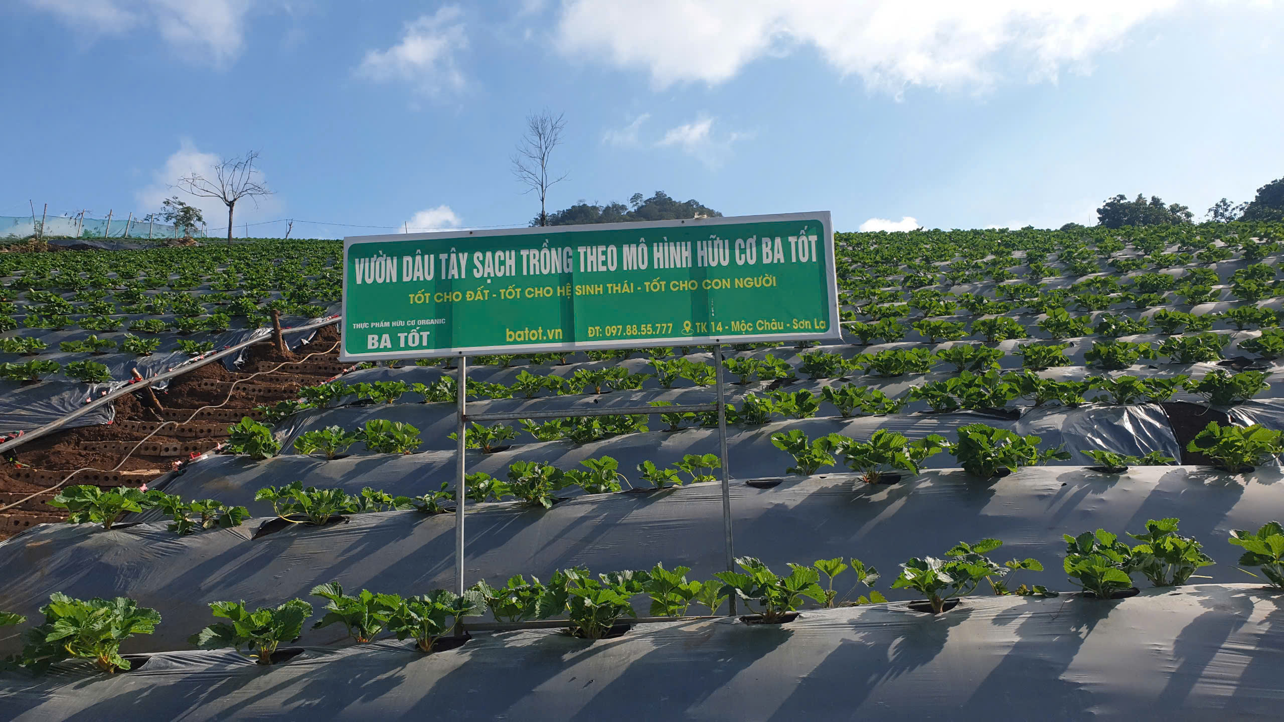 Dâu Tây Ba Tốt - BA TỐT